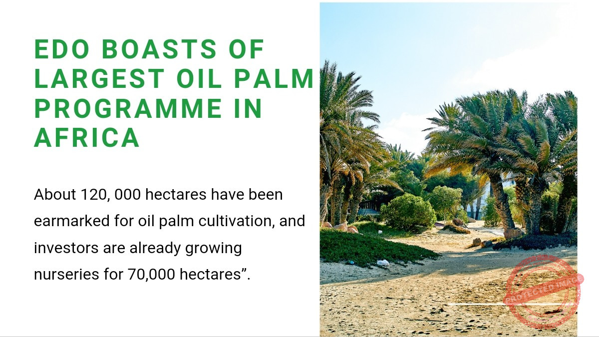 Edo Boasts of Largest Oil Palm Programme in Africa - TELL Magazine